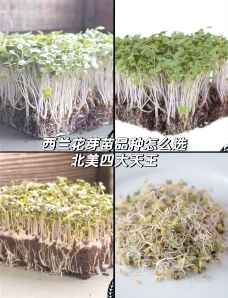 芽苗菜有哪些品种_家庭种植选哪种-第1张图片-山城妙识