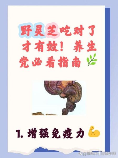 野生灵芝怎么吃_野生灵芝的正确吃法-第3张图片-山城妙识