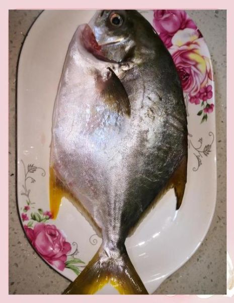 金鲳鱼是什么鱼_金鲳鱼与银鲳区别-第3张图片-山城妙识