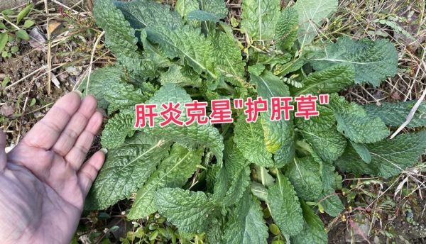 养肝草图片长什么样_养肝草的功效与作用-第3张图片-山城妙识