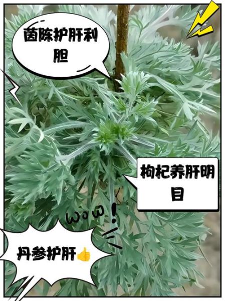 养肝草图片长什么样_养肝草的功效与作用-第1张图片-山城妙识