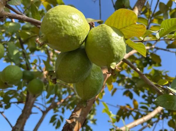 野生番石榴长什么样_野生番石榴能吃吗-第1张图片-山城妙识
