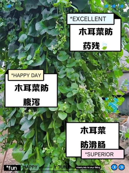 木耳菜的功效与作用及禁忌_什么人不能吃-第3张图片-山城妙识