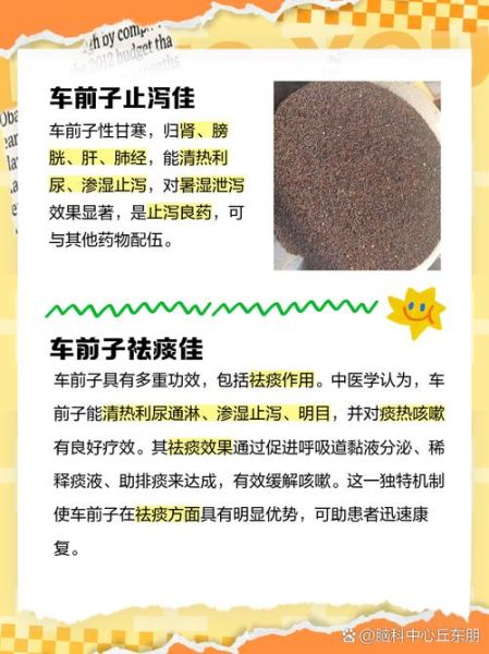 车前子泡水喝的功效与禁忌_车前子泡水喝的正确方法-第2张图片-山城妙识