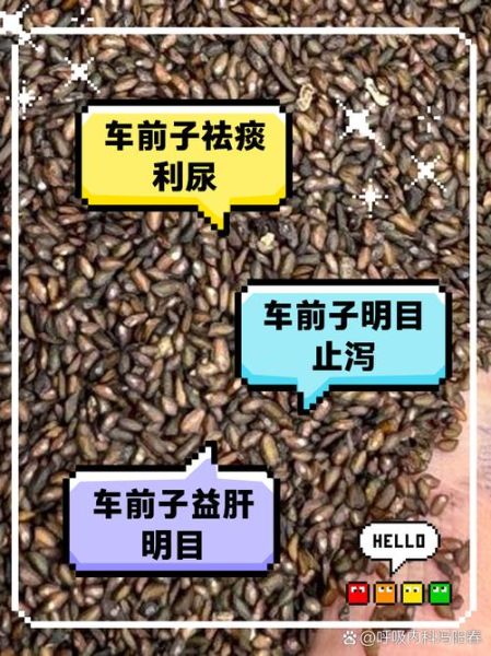 车前子泡水喝的功效与禁忌_车前子泡水喝的正确方法-第1张图片-山城妙识