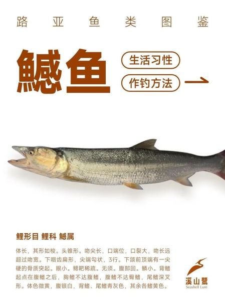 野生鳡鱼图片_如何分辨真假野生鳡鱼-第1张图片-山城妙识