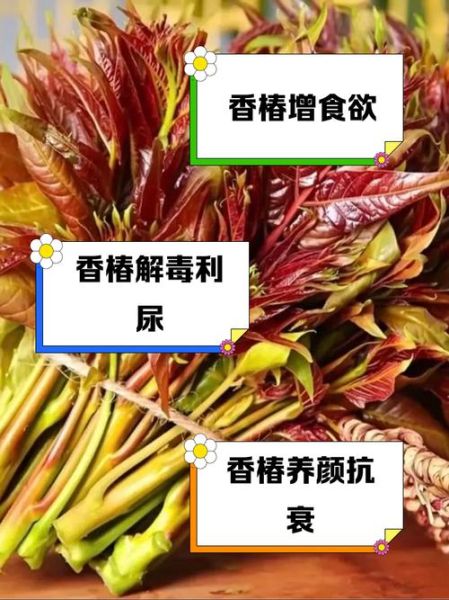 香椿的功效与作用_香椿的食用禁忌-第2张图片-山城妙识