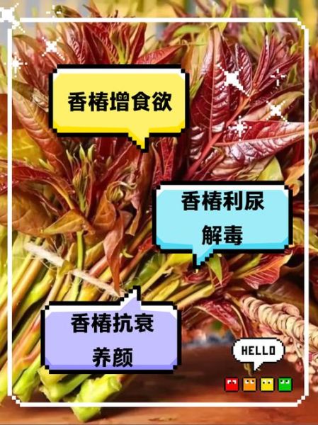 香椿的功效与作用_香椿的食用禁忌-第3张图片-山城妙识