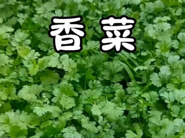 芫荽和香菜的区别拼音_芫荽是不是香菜-第1张图片-山城妙识