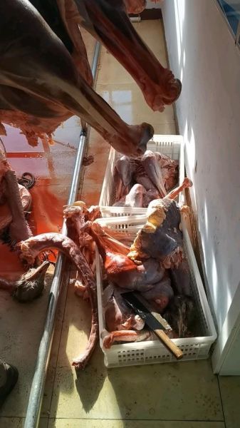 鸵鸟肉事件真相_鸵鸟肉还能吃吗-第1张图片-山城妙识