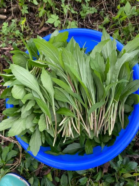 马兰头有什么功效_马兰头怎么吃最好-第3张图片-山城妙识