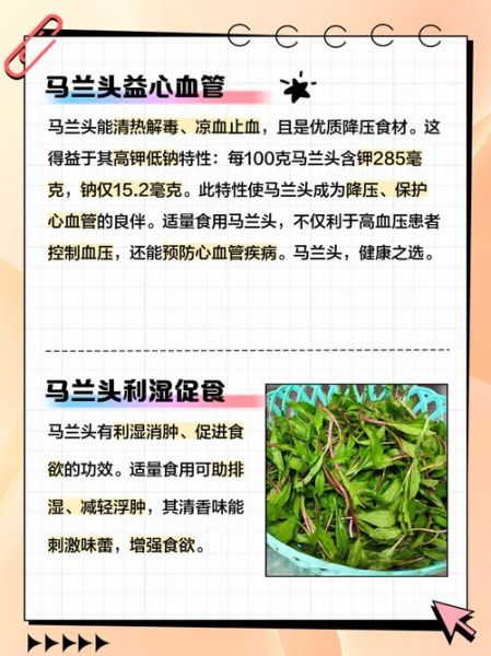 马兰头有什么功效_马兰头怎么吃最好-第2张图片-山城妙识