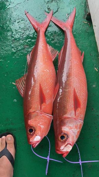 常见的深海鱼有哪些_深海鱼营养价值高吗-第2张图片-山城妙识 常见的深海鱼有哪些_深海鱼营养价值高吗-第2张图片-山城妙识