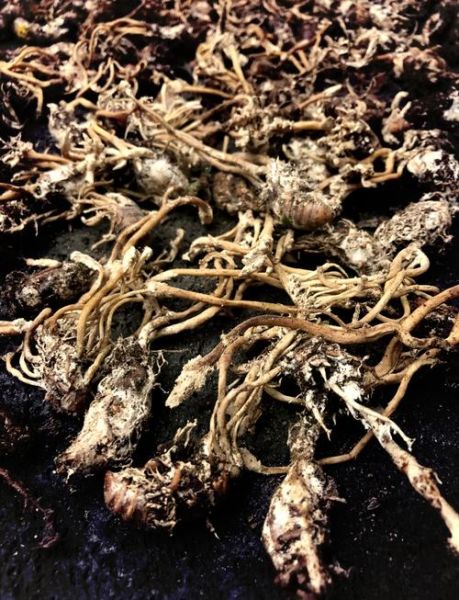 金蝉花怎么吃治肾病_金蝉花肾病用量多少-第2张图片-山城妙识