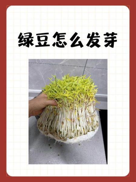 怎么在家发豆芽_绿豆芽最快几天能吃-第2张图片-山城妙识