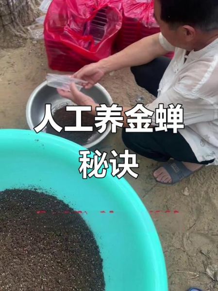 知了怎么养_知了养殖注意事项-第1张图片-山城妙识