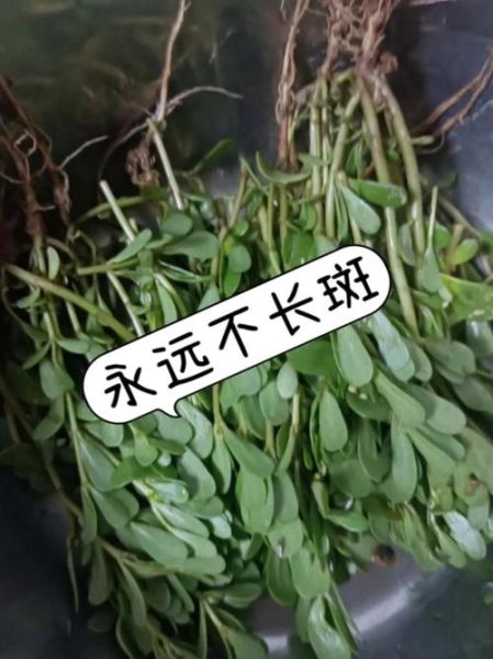 马齿苋捣碎敷脸祛斑吗_马齿苋祛斑效果怎么样-第3张图片-山城妙识
