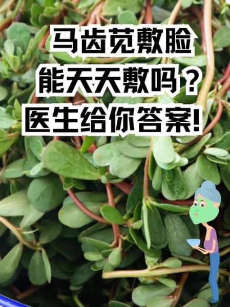 马齿苋捣碎敷脸祛斑吗_马齿苋祛斑效果怎么样-第2张图片-山城妙识