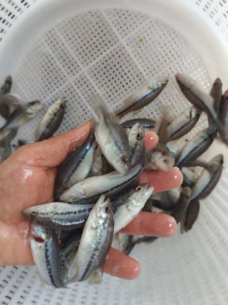 桂鱼苗价格多少钱一斤_桂鱼苗批发最新行情-第1张图片-山城妙识