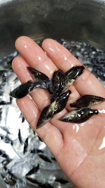 桂鱼苗价格多少钱一斤_桂鱼苗批发最新行情-第3张图片-山城妙识