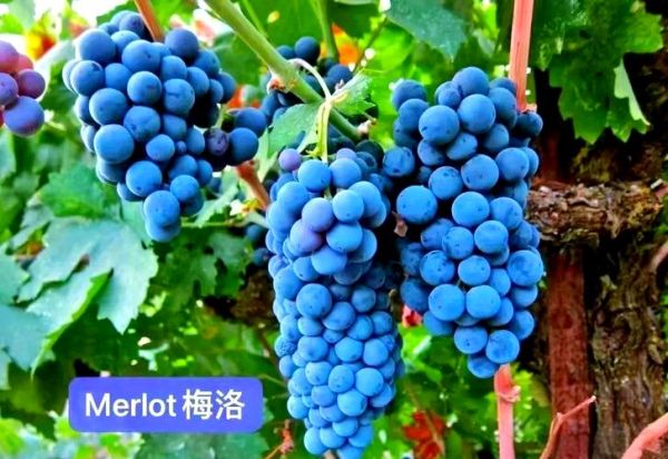 红葡萄品种有哪些_赤霞珠梅洛区别-第2张图片-山城妙识