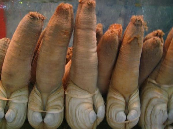 象拔蚌像什么器官_象拔蚌外形像什么-第1张图片-山城妙识