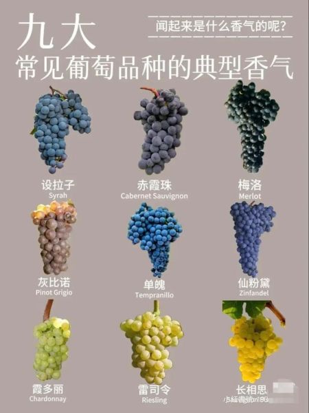 红葡萄品种有哪些_赤霞珠梅洛区别-第3张图片-山城妙识