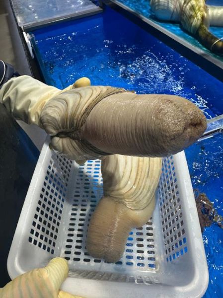 象拔蚌像什么器官_象拔蚌外形像什么-第2张图片-山城妙识