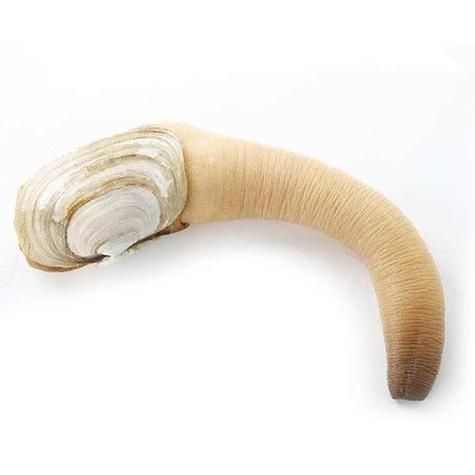 象拔蚌像什么器官_象拔蚌外形像什么-第3张图片-山城妙识