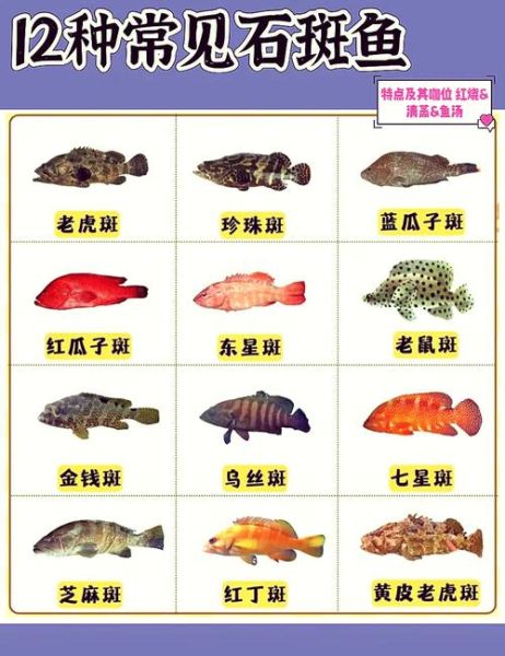 龙趸鱼的营养价值及功效_龙趸鱼适合什么人吃-第2张图片-山城妙识