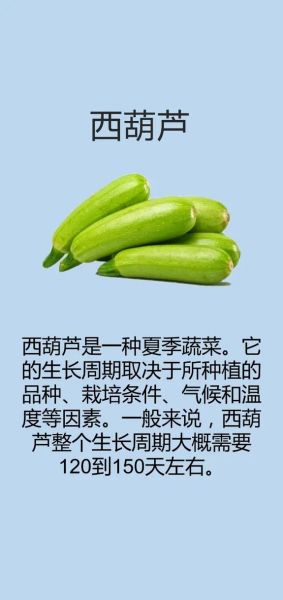 蒲瓜和西葫芦是一种吗_区别与营养价值-第3张图片-山城妙识
