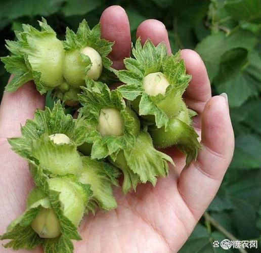 榛子长什么样_榛子外壳和果仁图片区别-第1张图片-山城妙识