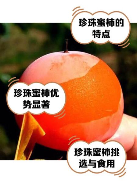 珍珠柿子有什么营养_珍珠柿子的功效与作用-第1张图片-山城妙识