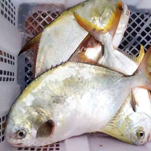 平鱼多少钱一斤_平鱼价格行情-第2张图片-山城妙识