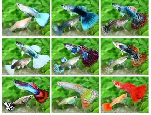 凤尾鱼下崽时忌讳什么_凤尾鱼繁殖注意事项-第1张图片-山城妙识