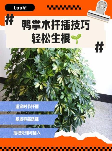 鸭掌木扦插多久生根_鸭掌木扦插步骤图解-第2张图片-山城妙识