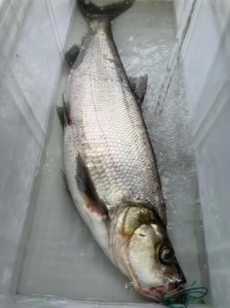 野生翘嘴鱼多少钱一斤_野生翘嘴鱼价格行情-第2张图片-山城妙识