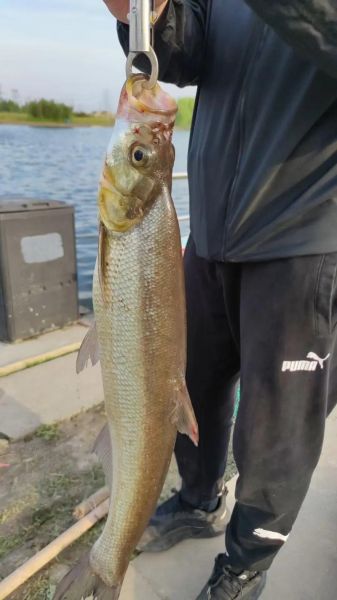 野生翘嘴鱼多少钱一斤_野生翘嘴鱼价格行情-第1张图片-山城妙识