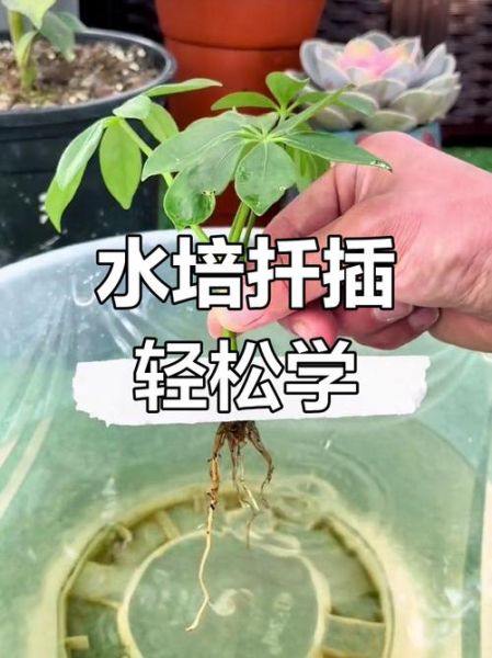 鸭掌木扦插多久生根_鸭掌木扦插步骤图解-第1张图片-山城妙识