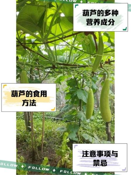葫芦瓜的功效与作用_葫芦瓜怎么吃最好-第3张图片-山城妙识