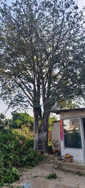 面包树网盘怎么用_面包树网盘安全吗-第1张图片-山城妙识