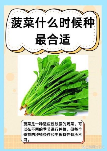 菠菜是什么意思_菠菜有哪些网络新梗-第1张图片-山城妙识