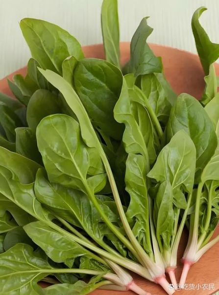 菠菜是什么意思_菠菜有哪些网络新梗-第2张图片-山城妙识