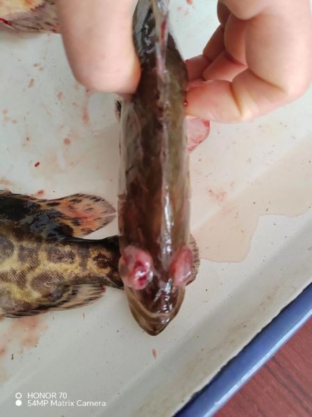 鳜鱼养殖技术_鳜鱼养殖成本利润-第2张图片-山城妙识