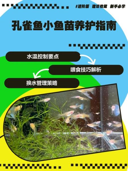 孔雀鱼怎么养_孔雀鱼饲养注意事项-第1张图片-山城妙识