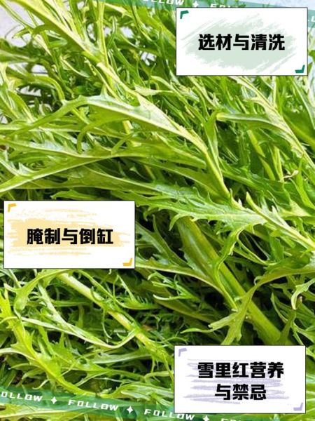 雪里红是什么菜的叶子_雪里红和雪菜的区别-第1张图片-山城妙识