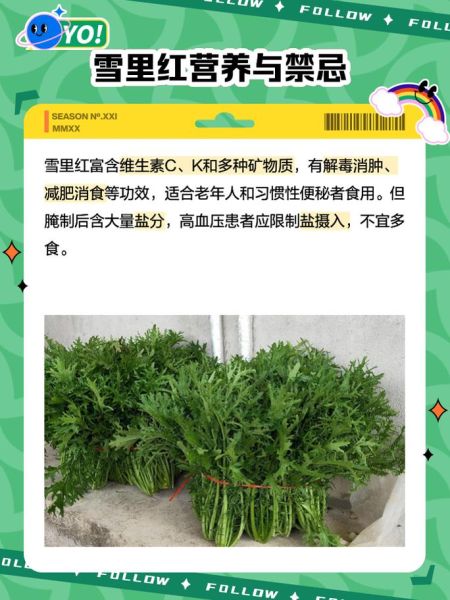 雪里红是什么菜的叶子_雪里红和雪菜的区别-第2张图片-山城妙识