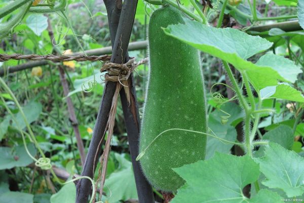 冬瓜照片怎么拍_冬瓜拍摄技巧-第2张图片-山城妙识