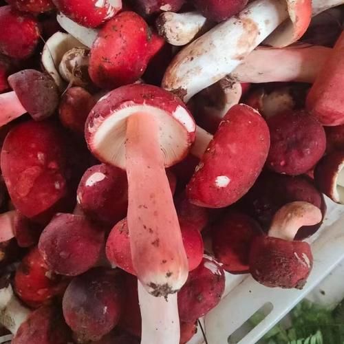 红姑图片哪里找_红姑高清壁纸下载-第1张图片-山城妙识