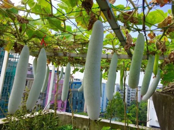 冬瓜照片怎么拍_冬瓜拍摄技巧-第3张图片-山城妙识